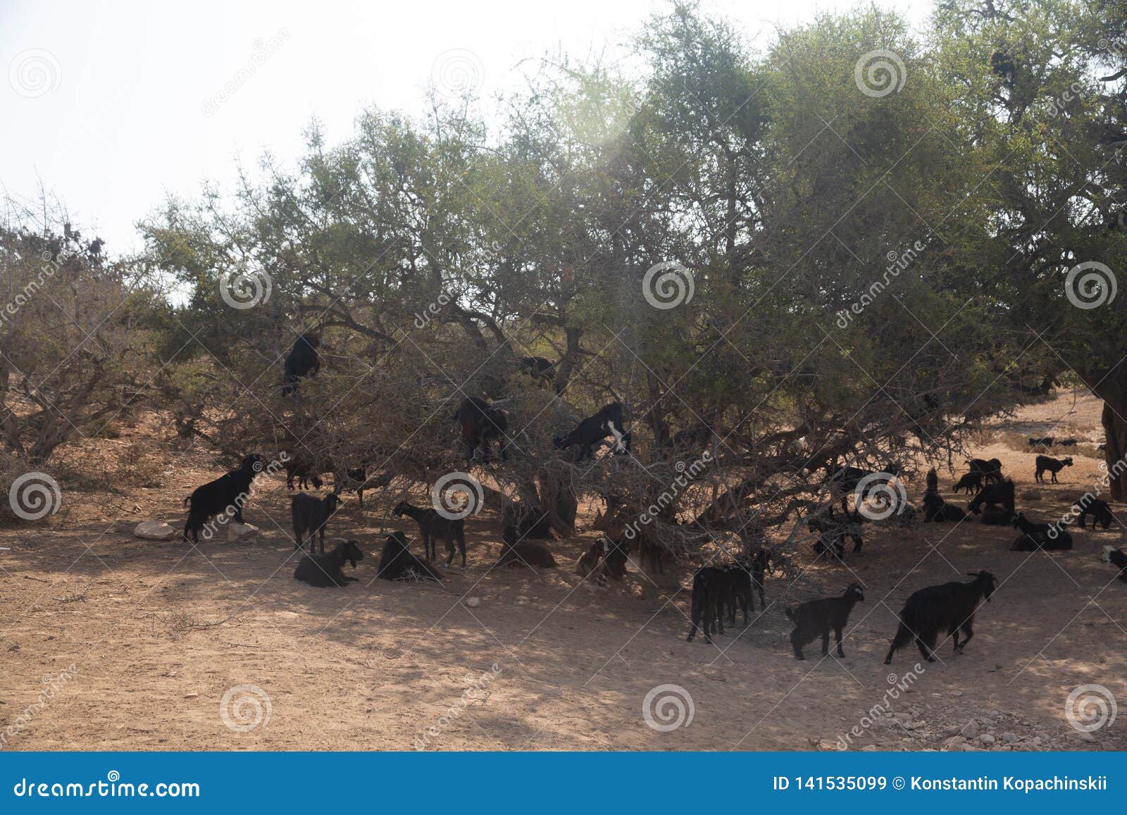 Moroccan Goats in an Argan Tree Eating Argan Nuts Stock Image - Image ...