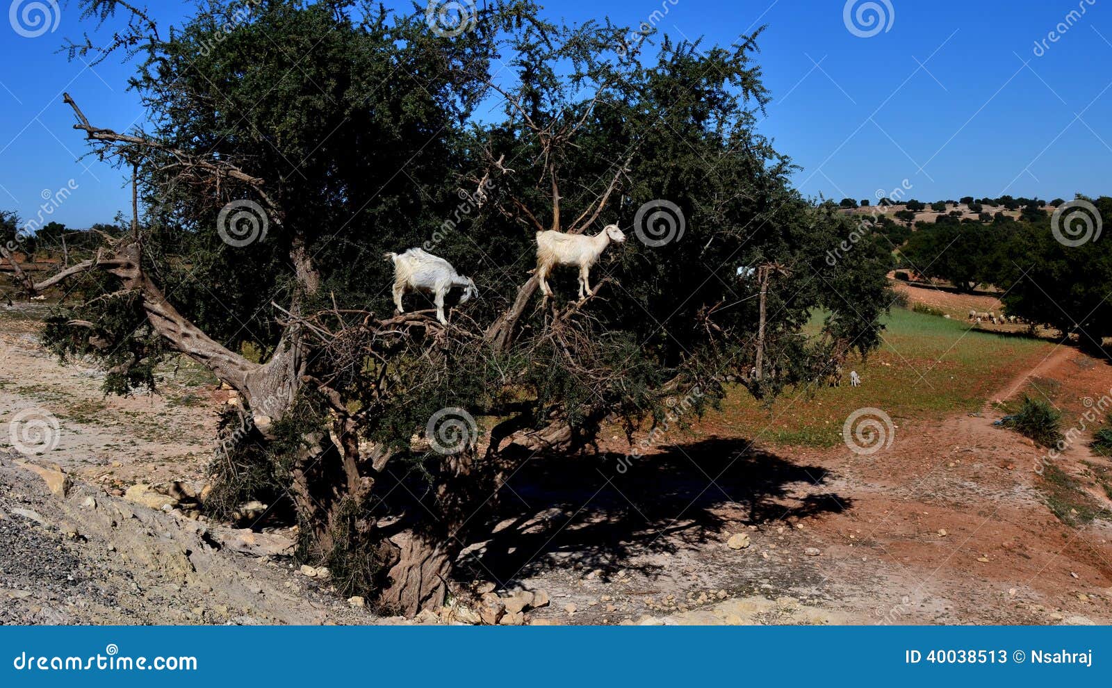 Moroccan Goats on Argan Tree Stock Image - Image of moroccan, goat ...