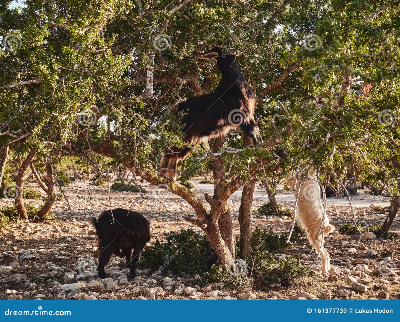 Moroccan Goats Climb the Argan Tree Stock Image - Image of argan ...