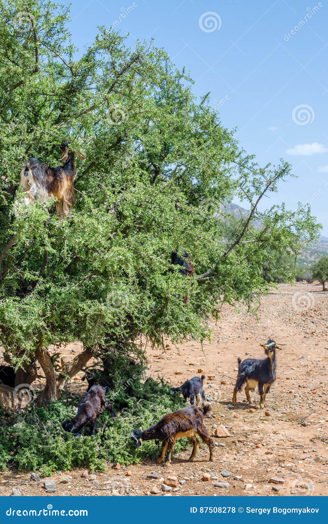 Moroccan Goats Climbed Up on Tree Eat Argan Tree Nuts in Morocco Stock ...
