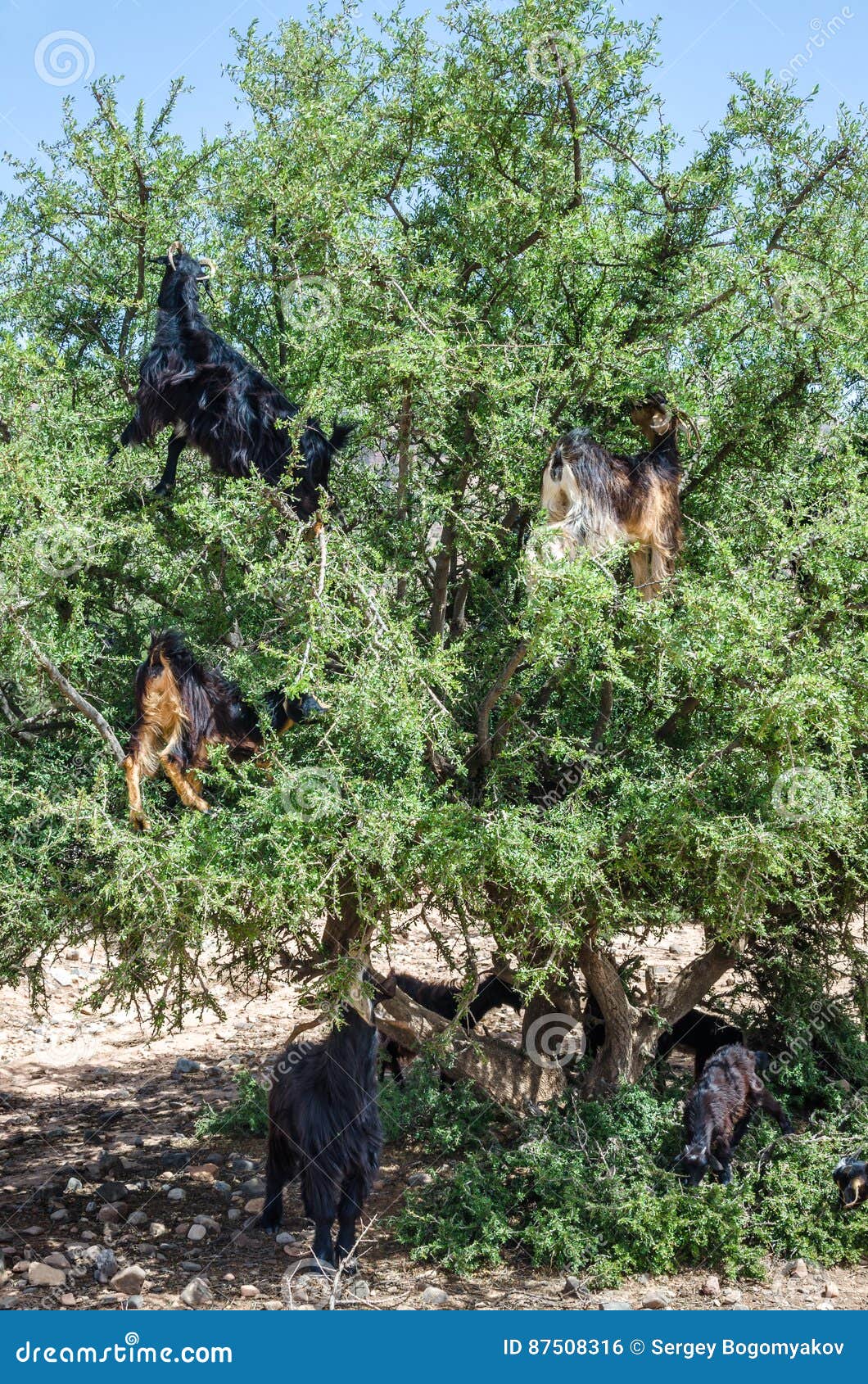 Moroccan Goats Climbed Up on Tree Eat Argan Tree Nuts in Morocco Stock ...
