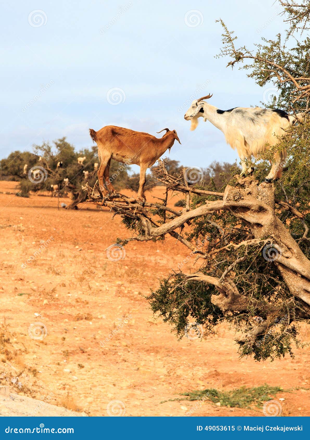 Moroccan goats stock image. Image of outdoor, behavior - 49053615