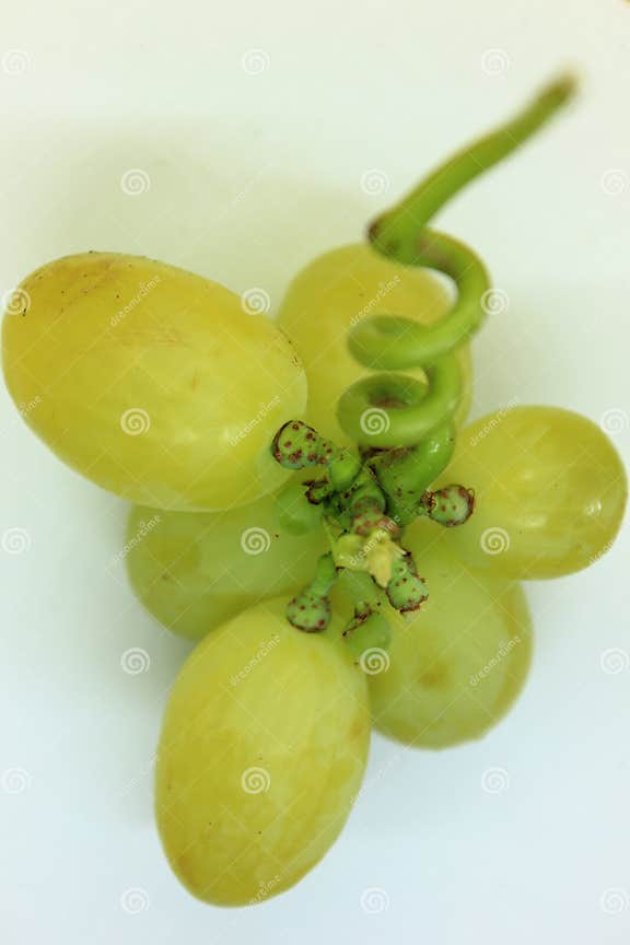 Moroccan Green Grapes in Light Box Stock Photo - Image of leaf, grapes ...