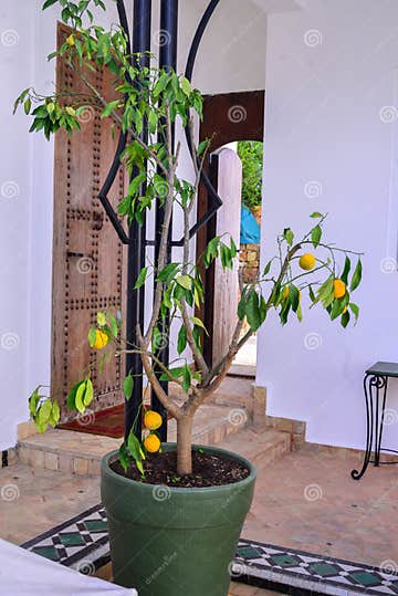Moroccan House from the Inside with a Lemon Tree in the Middle. Stock ...