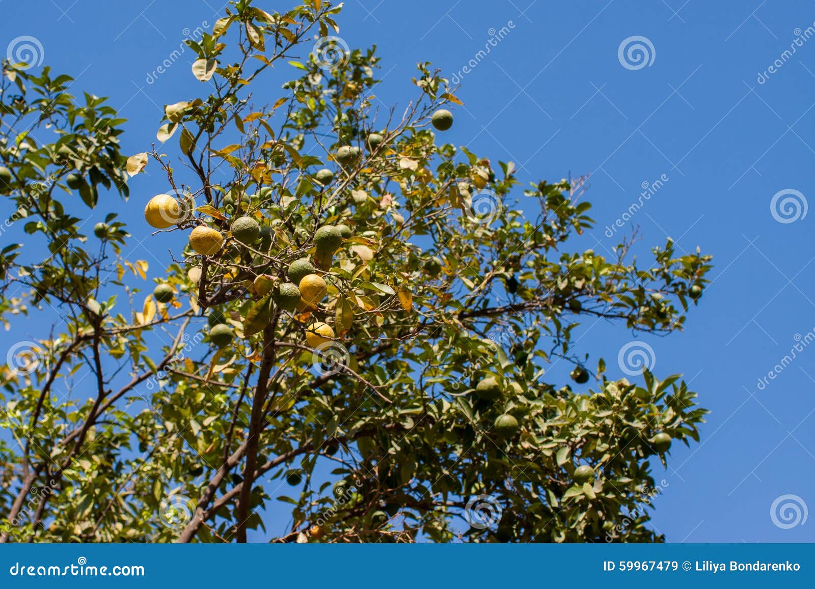 Moroccan mandarin stock image. Image of tourism, blue - 59967479
