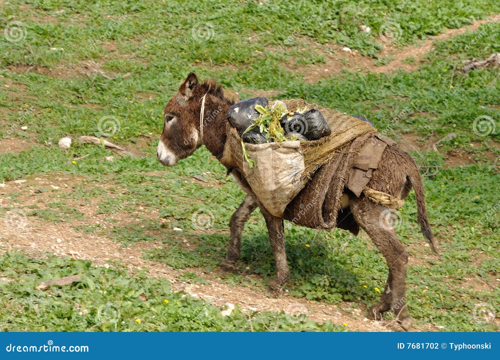 Moroccan mule stock photo. Image of moroccan, pack, morocco - 7681702