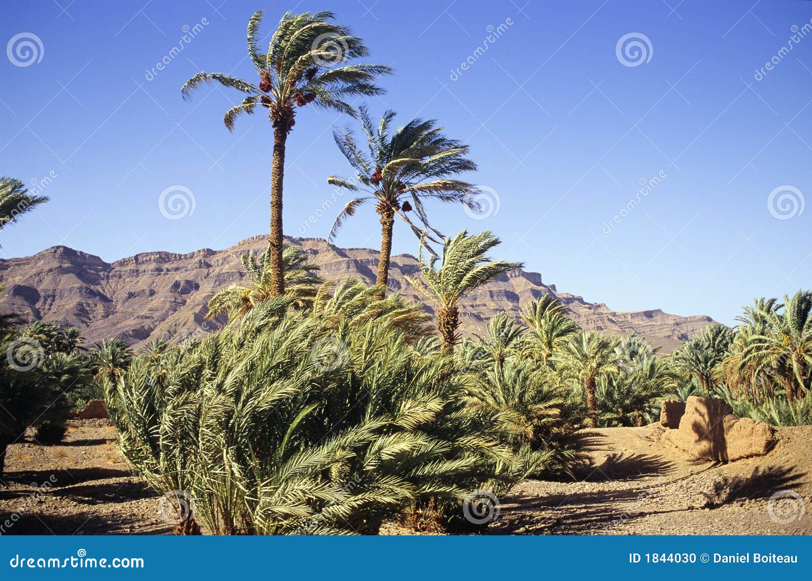 6,366 Moroccan Palm Photos - Free & Royalty-Free Stock Photos from ...