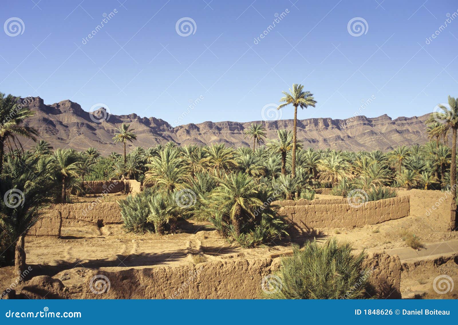 Moroccan palm grove stock photo. Image of farming, south - 1848626