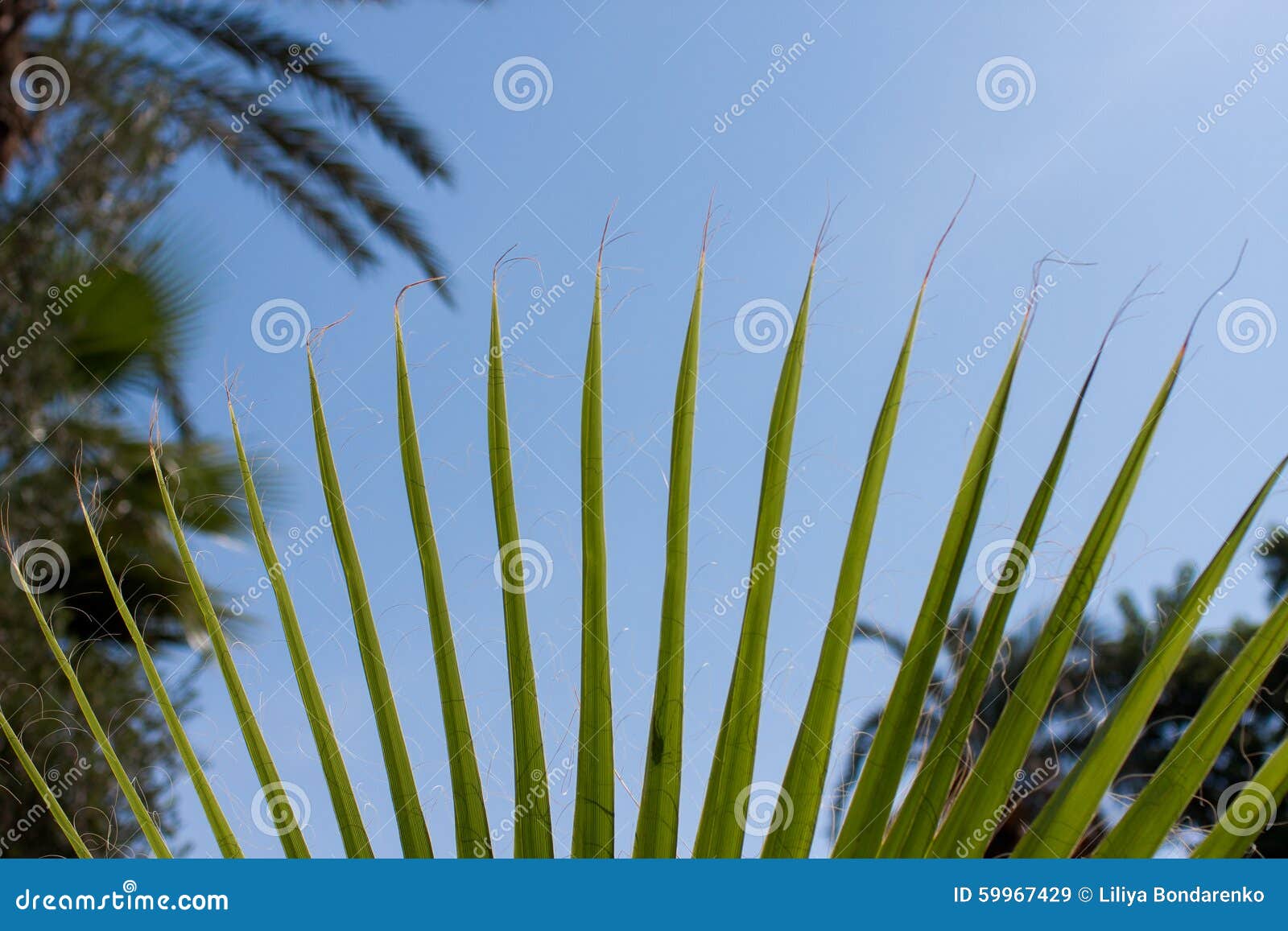 Moroccan Palm tree stock image. Image of sunny, palm - 59967429