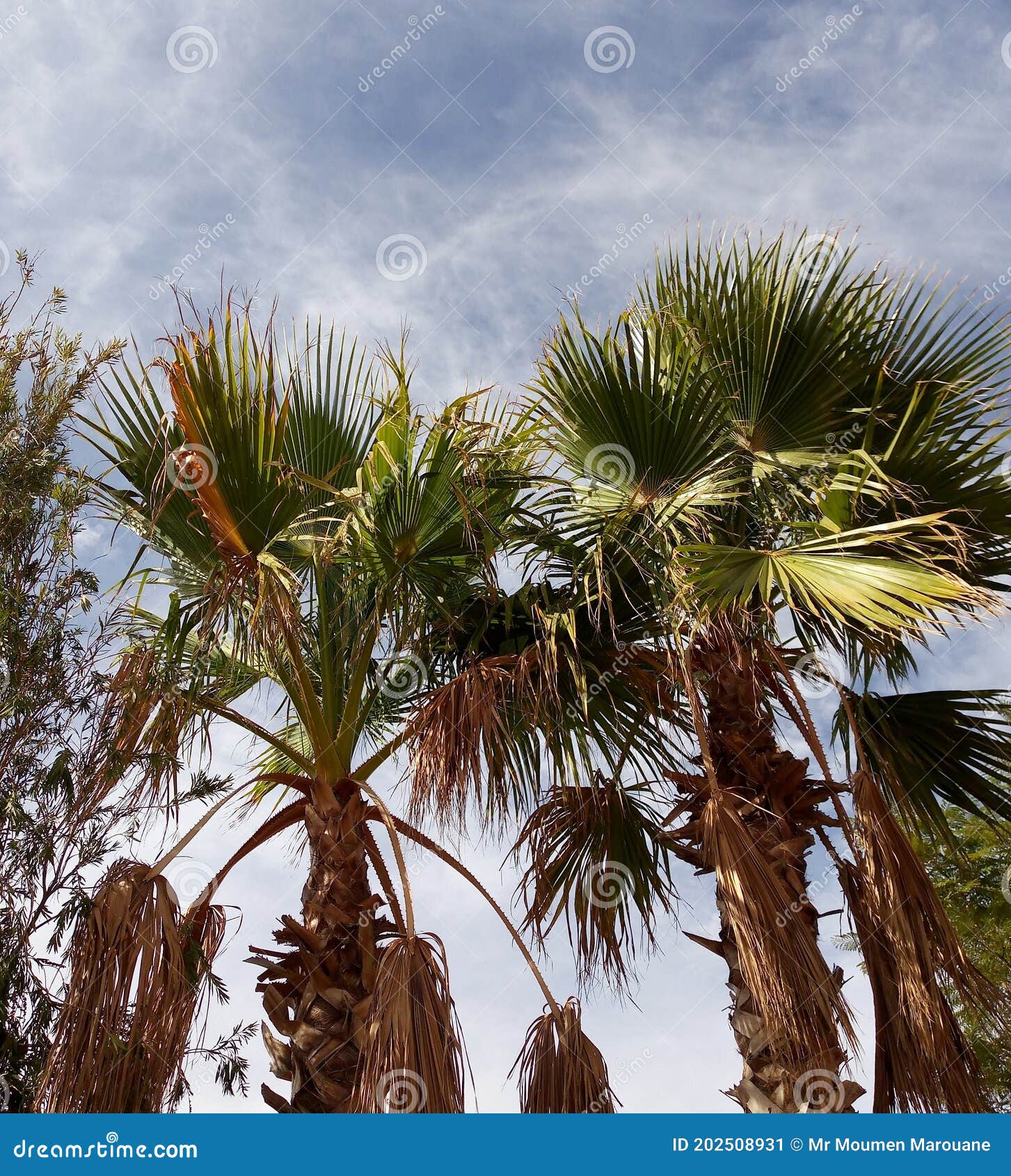 2 Moroccan Palm Trees in Sunny Day Stock Image - Image of oujda, dates ...