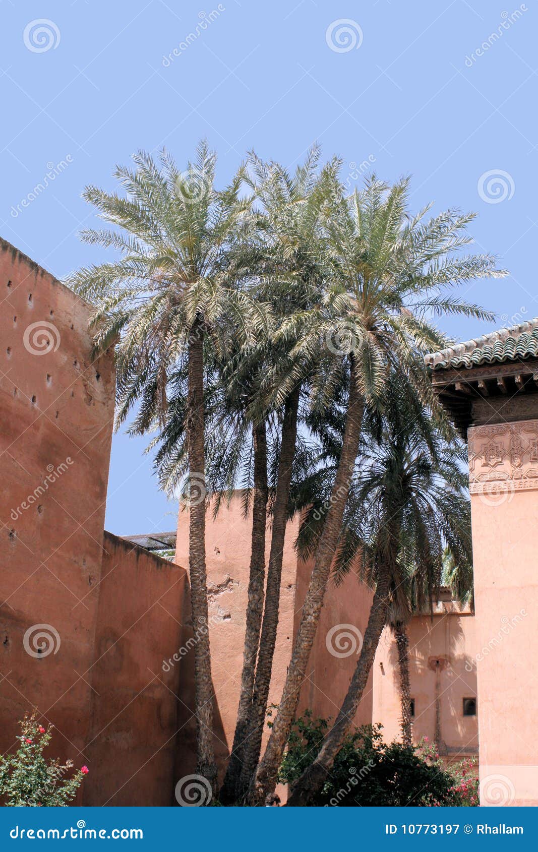 Moroccan palms stock image. Image of morocco, group, moroccan - 10773197