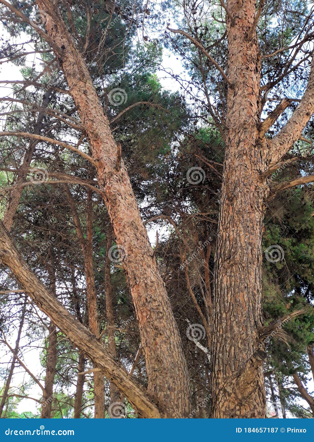 Moroccan Pin Sylvestre Tree Stock Image - Image of forest, sylvestre ...