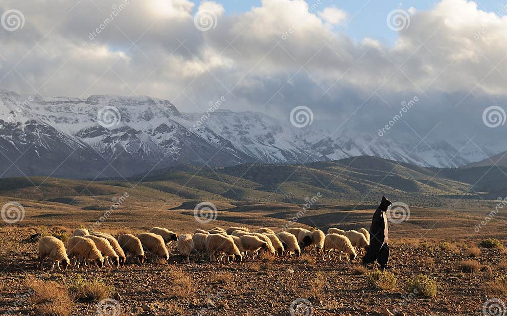 Moroccan Sheepherder 2 editorial stock image. Image of herder - 13890234