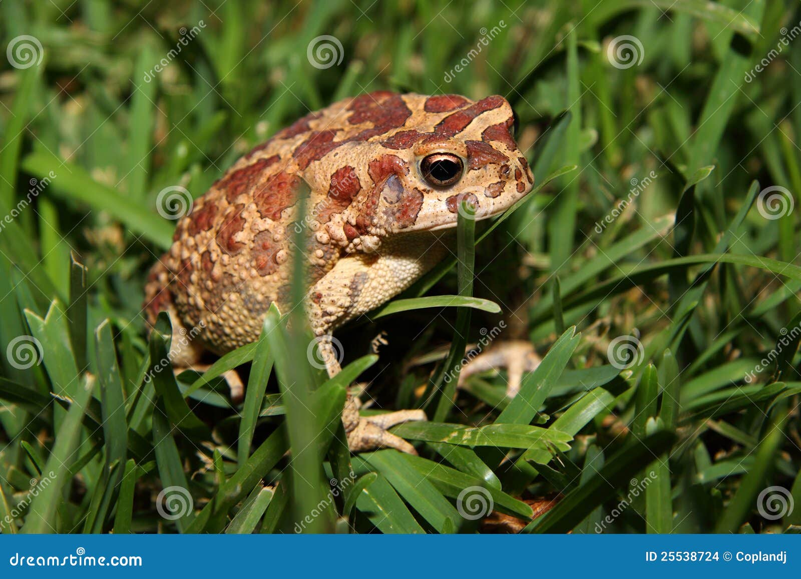 Moroccan Spadefoot Toad (Pelobates Varaldii) Stock Photo - Image of ...