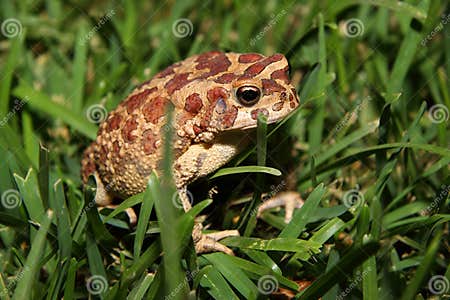 Moroccan Spadefoot Toad (Pelobates Varaldii) Stock Photo - Image of ...