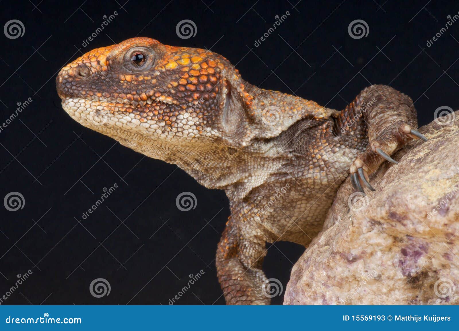 Moroccan Spiny-tailed Lizard Uromastyx Acanthinura Stock Photo ...