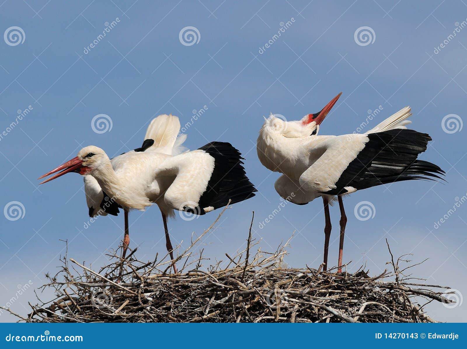 Moroccan Storks stock image. Image of morocco, travel - 14270143