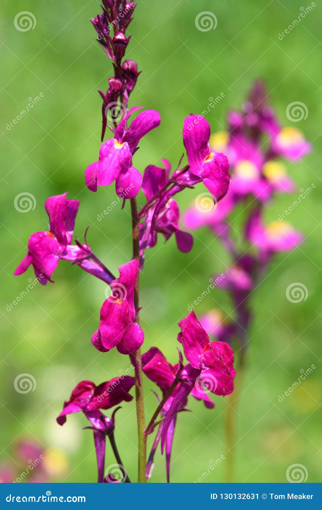 Moroccan Toadflax Linaria Maroccana Stock Image - Image of natural ...