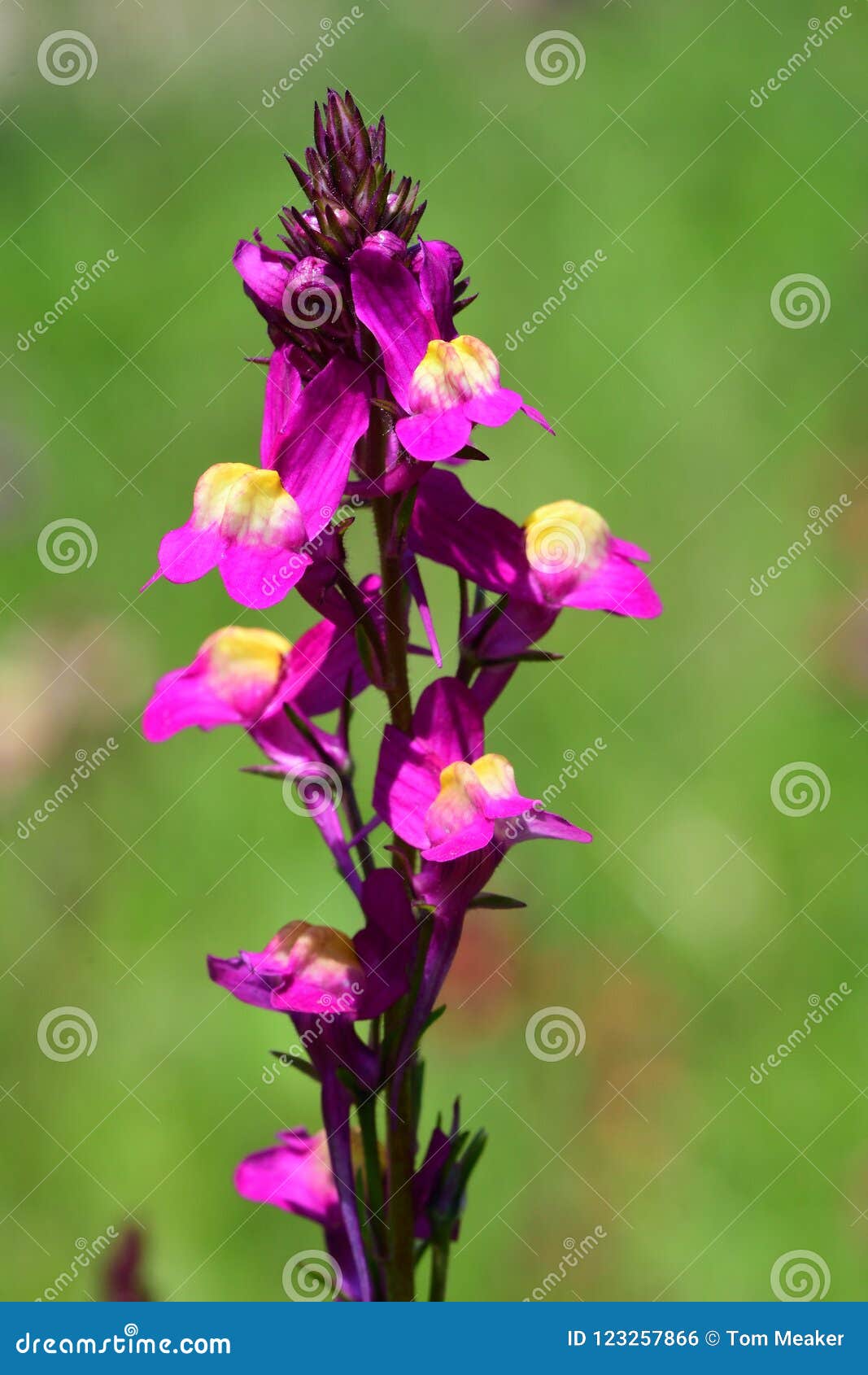 Moroccan Toadflax Linaria Maroccana Stock Photo - Image of growth ...
