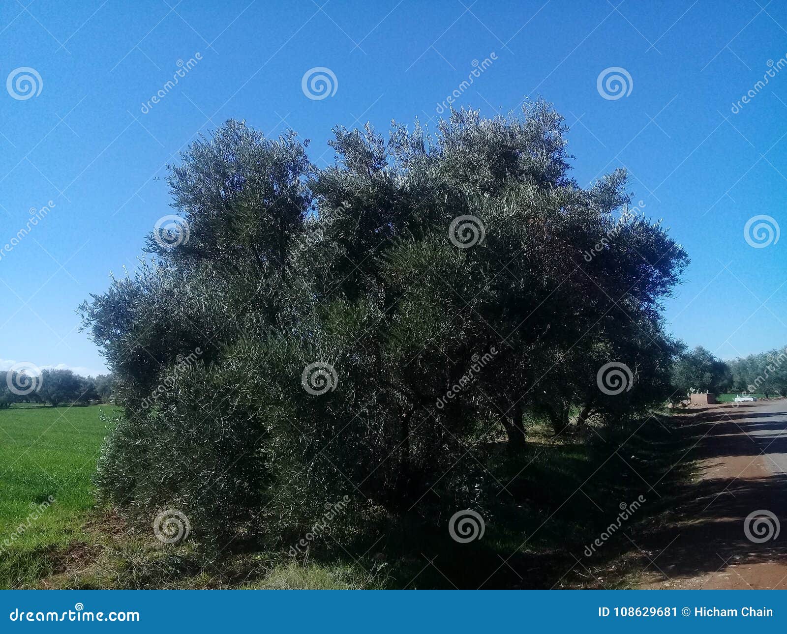 Moroccan Trees stock image. Image of moroccan, trees - 108629681