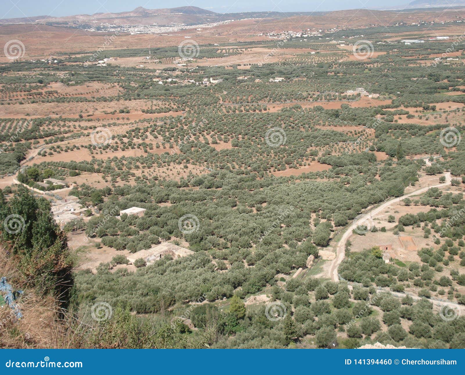 The Olive Trees of Azzaba,Sefrou, Morocco Stock Photo - Image of maroc, panoramic: 141394460