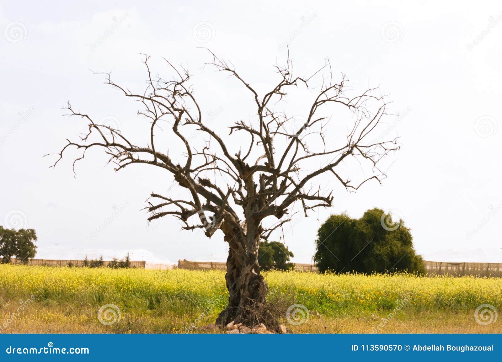 Morocco Argan trees stock photo. Image of trees, morocco - 113590570