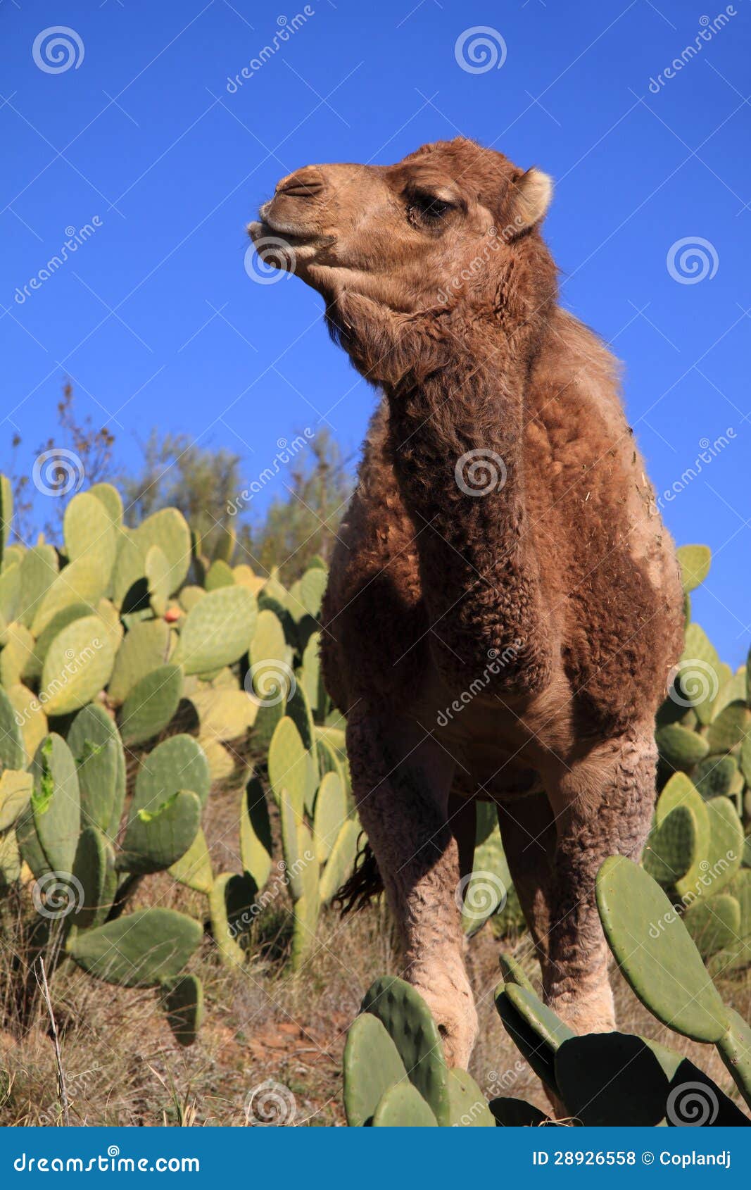Morocco Camel in Catus Field Stock Photo - Image of adventure, pear ...