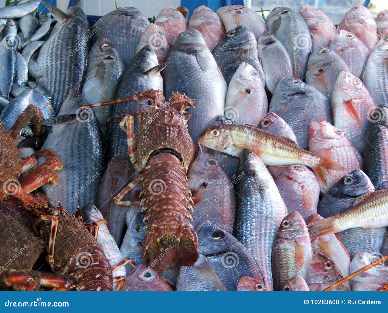 Morocco fish stock photo. Image of street, staple, gray - 10283608