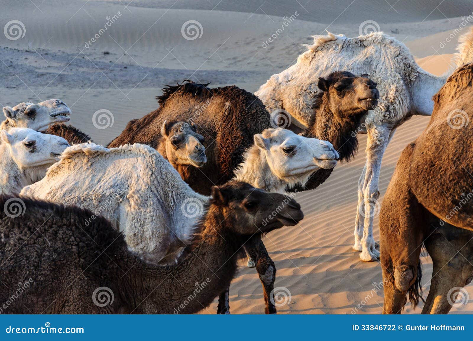 Morocco (Hamada Du Draa) Dromedaries Stock Photo - Image of africa ...