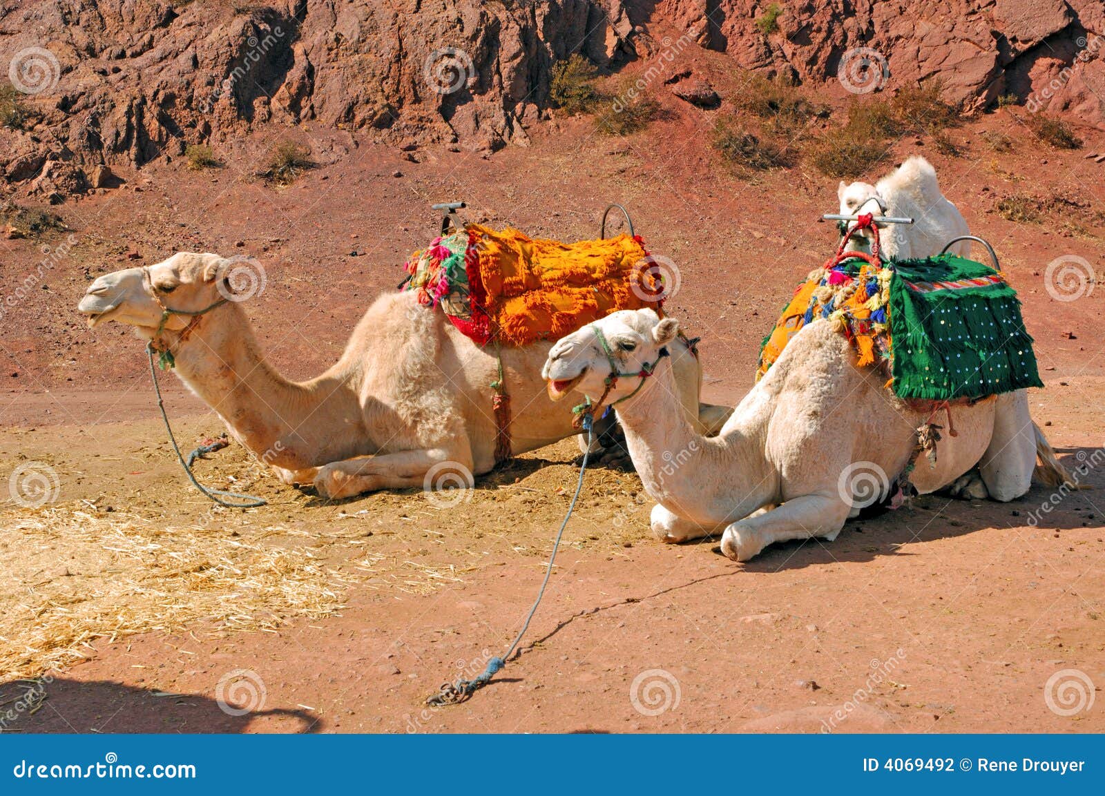Morocco, Marrakech: Camels stock photo. Image of marrakesh - 4069492