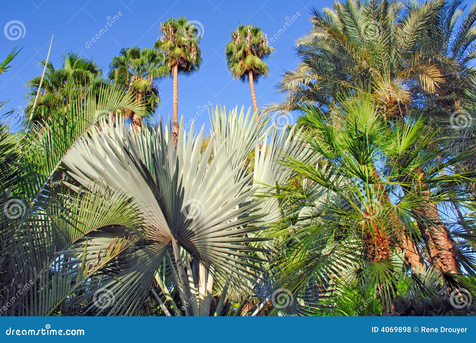 Morocco, Marrakech: Palm Trees Stock Photo - Image of sand, thirst: 4069898