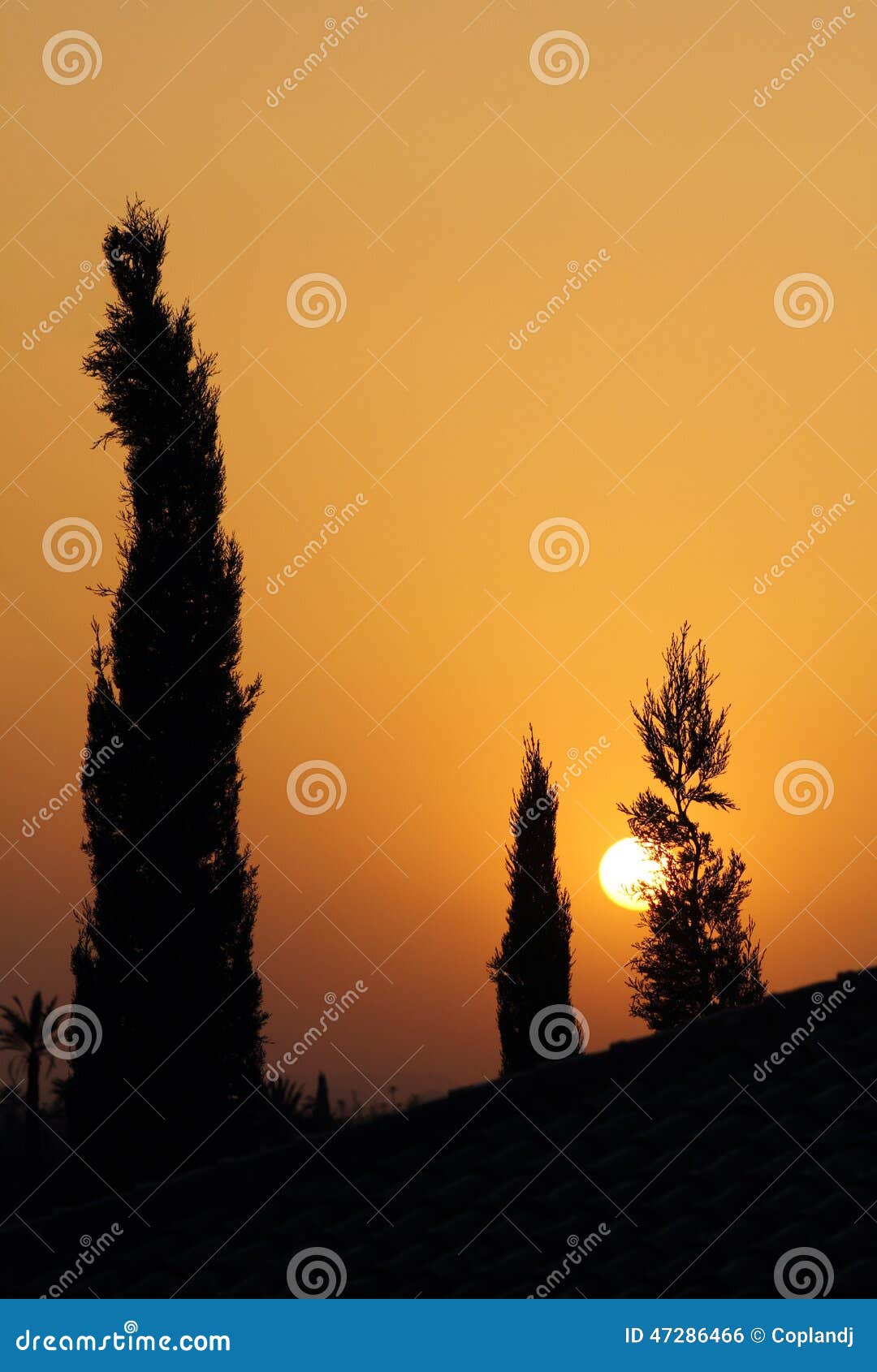 Morocco, Marrakesh, Cypress Trees Against Sunset Backdrop Stock Photo ...