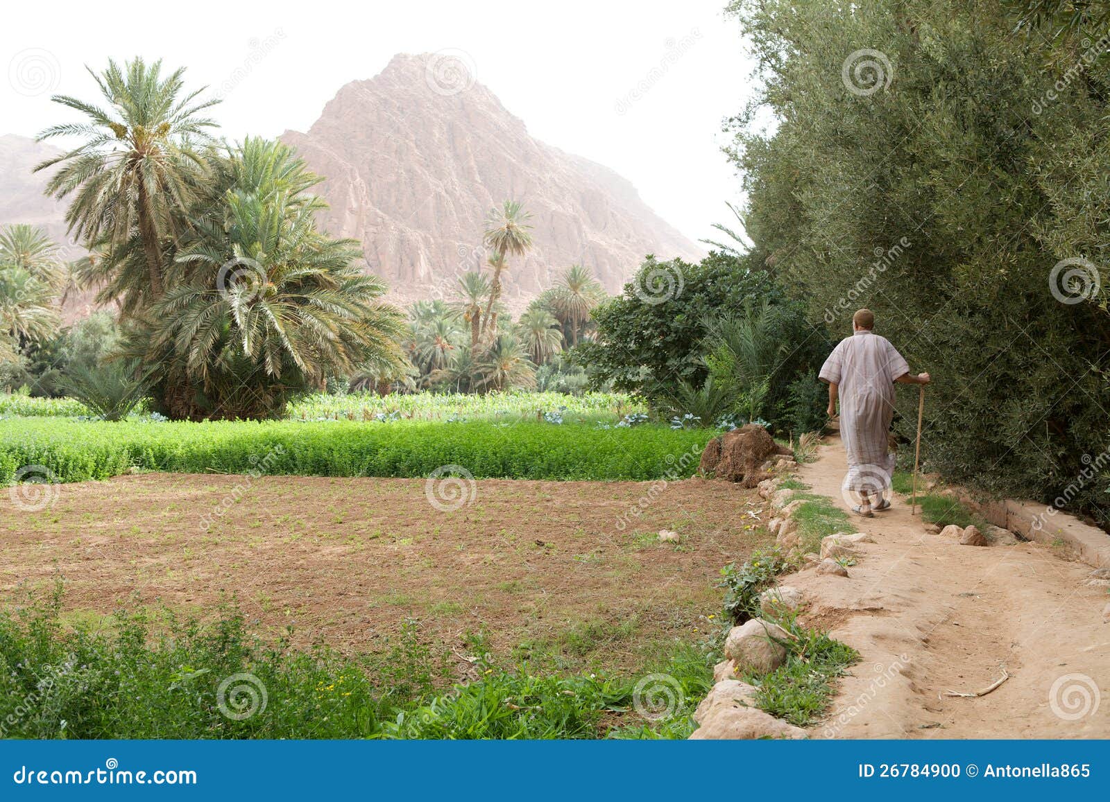Morocco oasis editorial image. Image of outdoor, view - 26784900