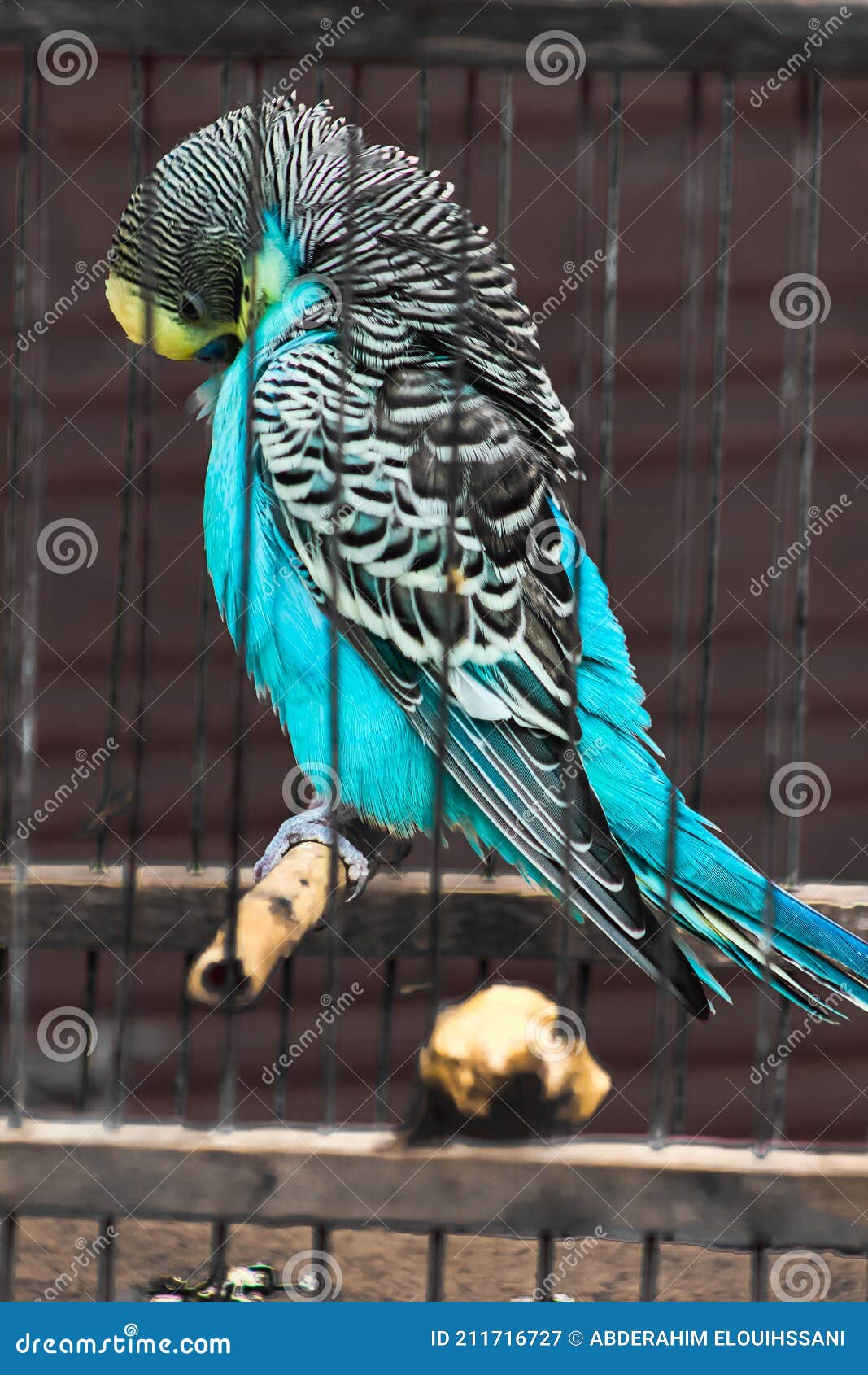 Morocco Paigon in Cadg stock image. Image of cadg, branch - 211716727