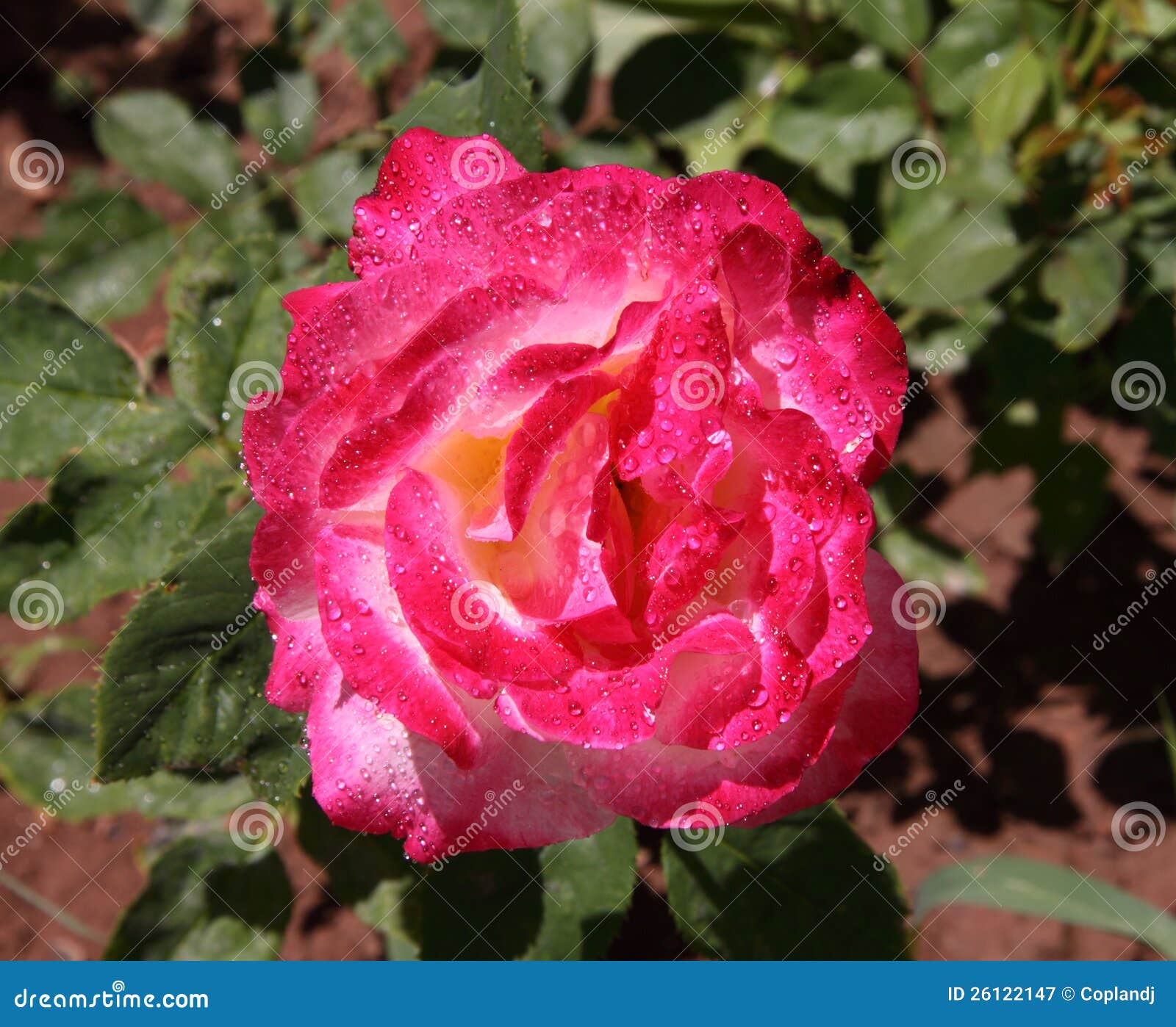 Morocco Pink fire rose stock image. Image of bush, petal - 26122147