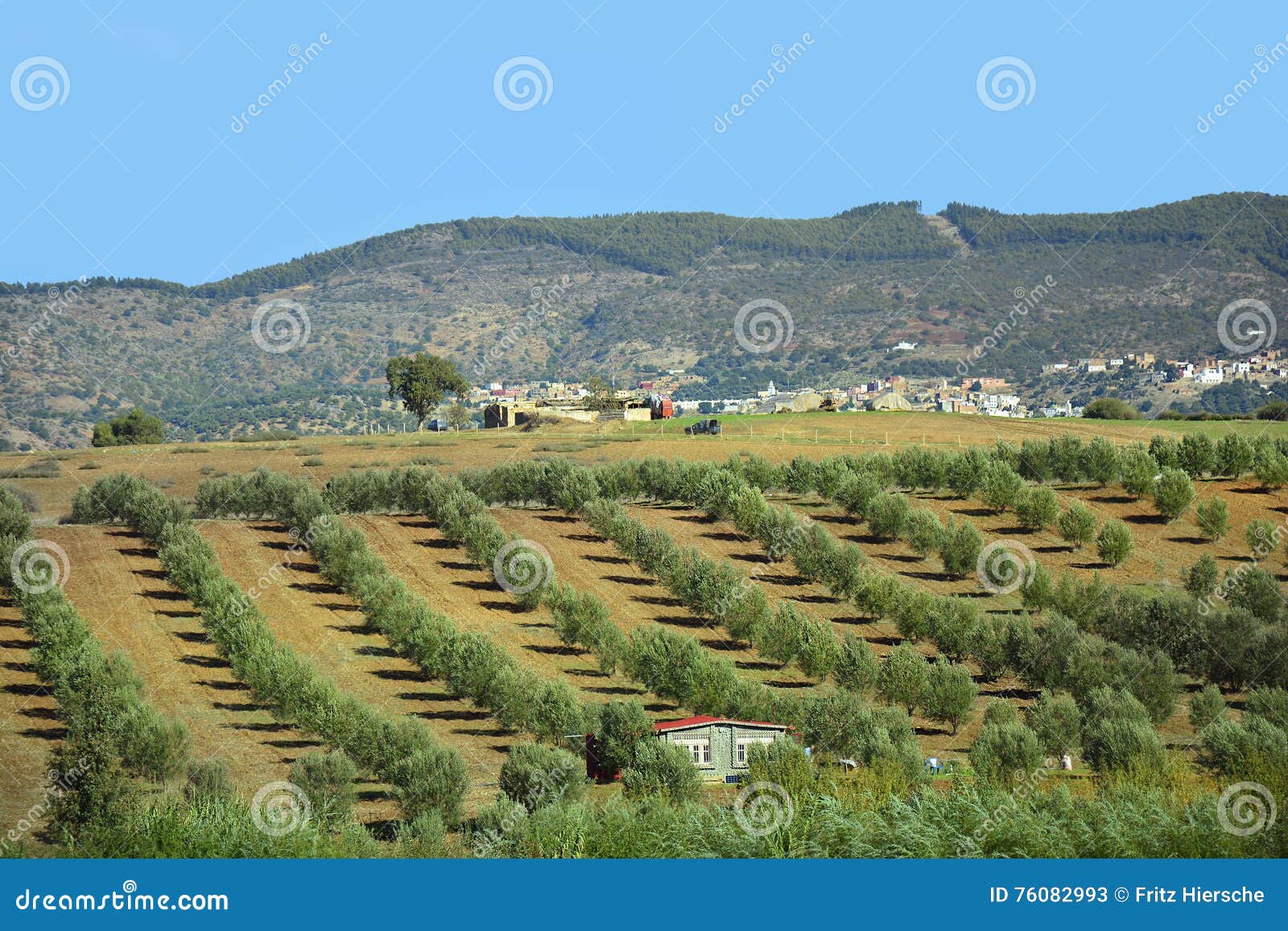 Morocco, Volubilis; AGRICULTURE Stock Image - Image of rural, africa ...