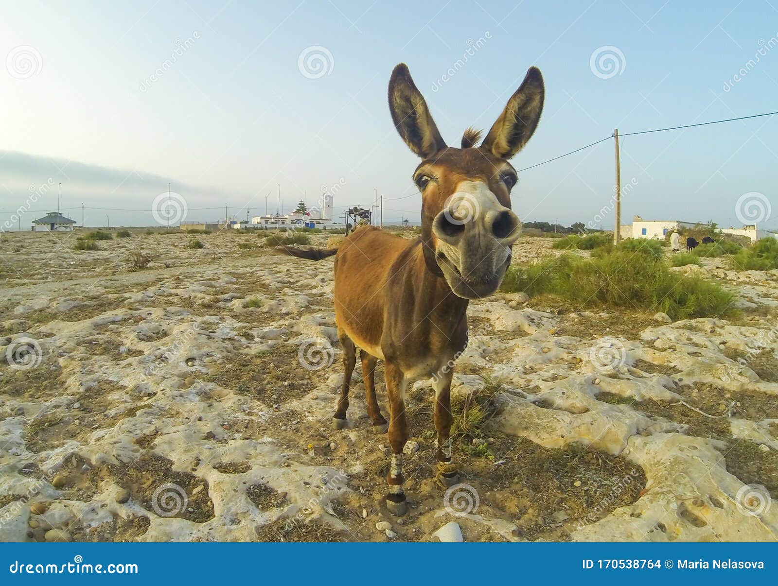 Moroccoan dankey stock photo. Image of clouds, jerusalem - 170538764