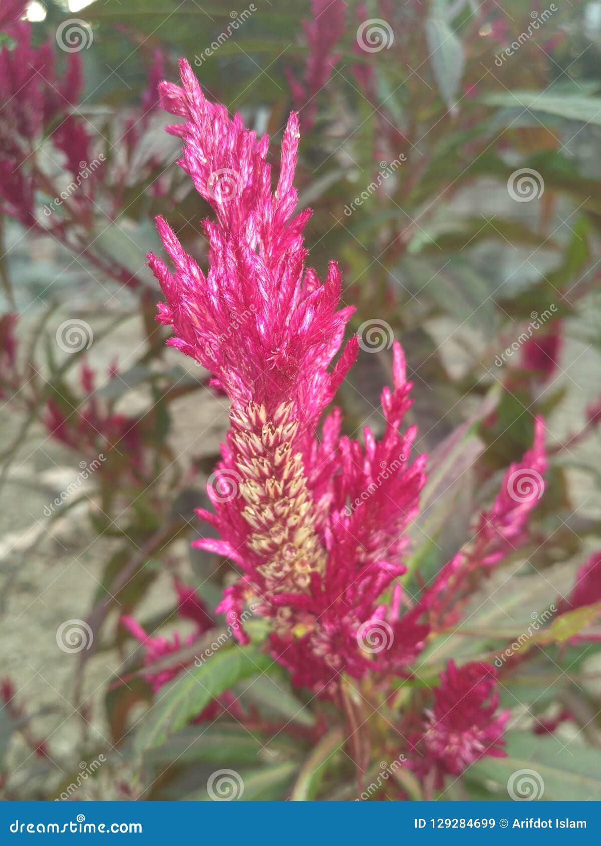 Morog Flower Stock Photos - Free & Royalty-Free Stock Photos from ...