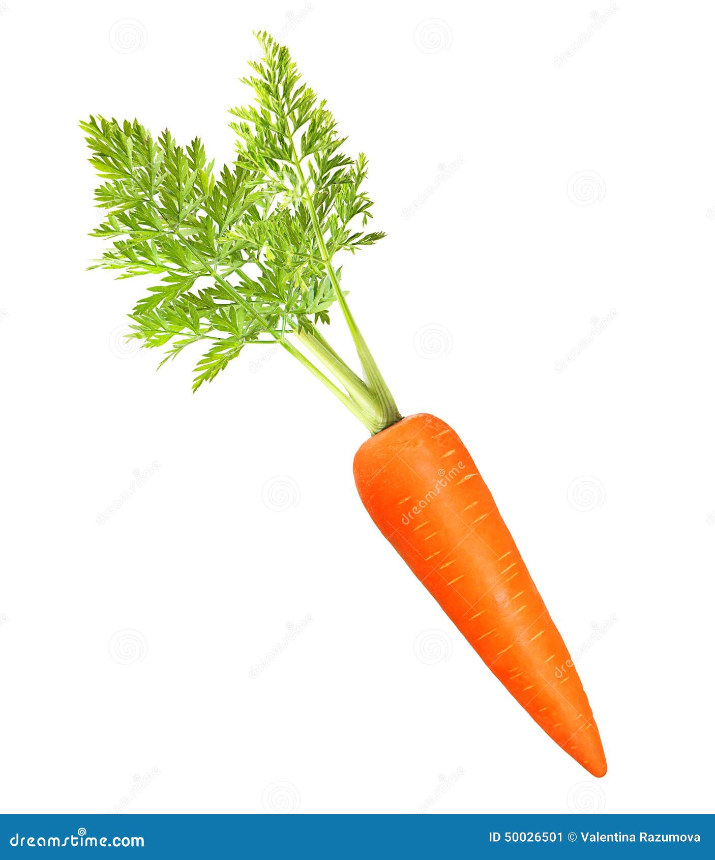 Morot Som Isoleras På White Fotografering för Bildbyråer - Bild av ...