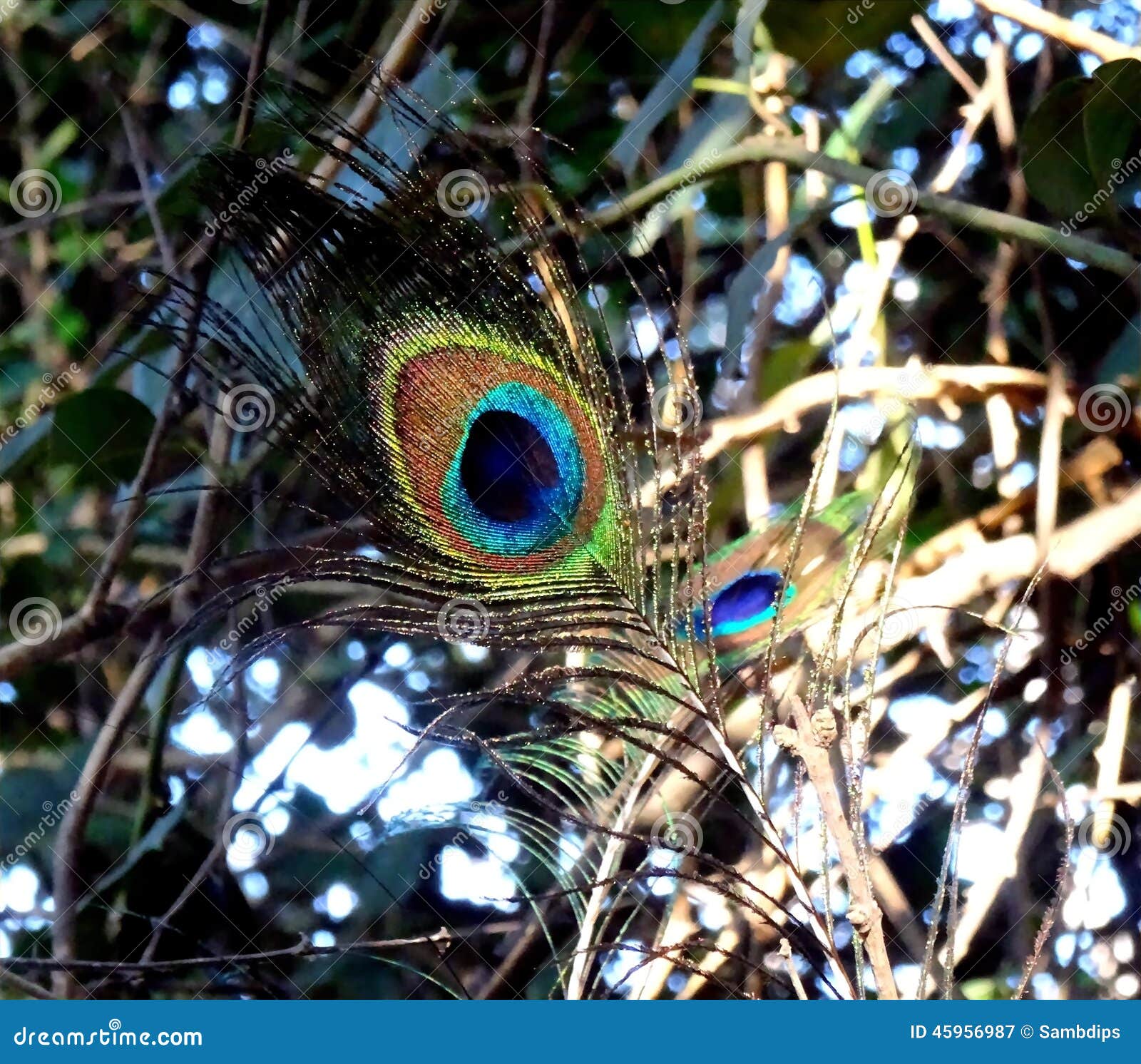 Morpankh Peacock Feather Photos - Free & Royalty-Free Stock Photos from ...