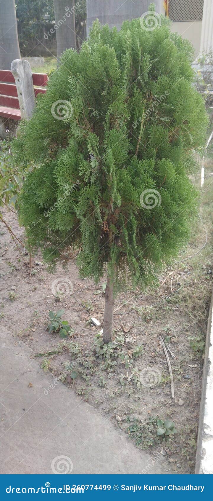 Morpankhi Decorative Plants Stock Image - Image of tree, fruit: 260774499