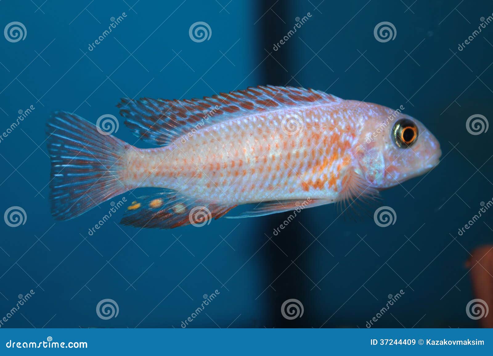 Morph of Zebra Mbuna (Pseudotropheus Zebra) Aquarium Fish Stock Image ...