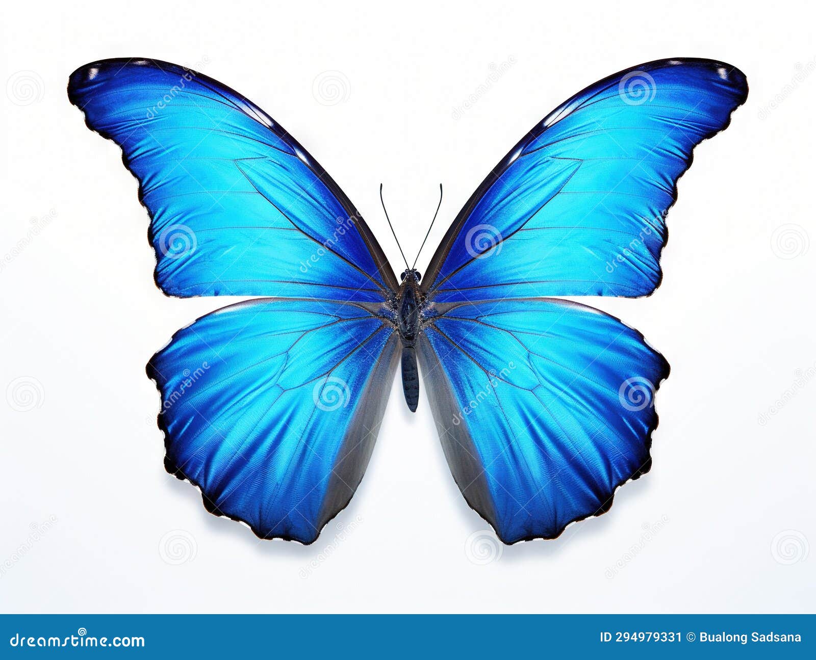 Morpho Adonis Blue Butterfly Royalty-Free Cartoon | CartoonDealer.com ...