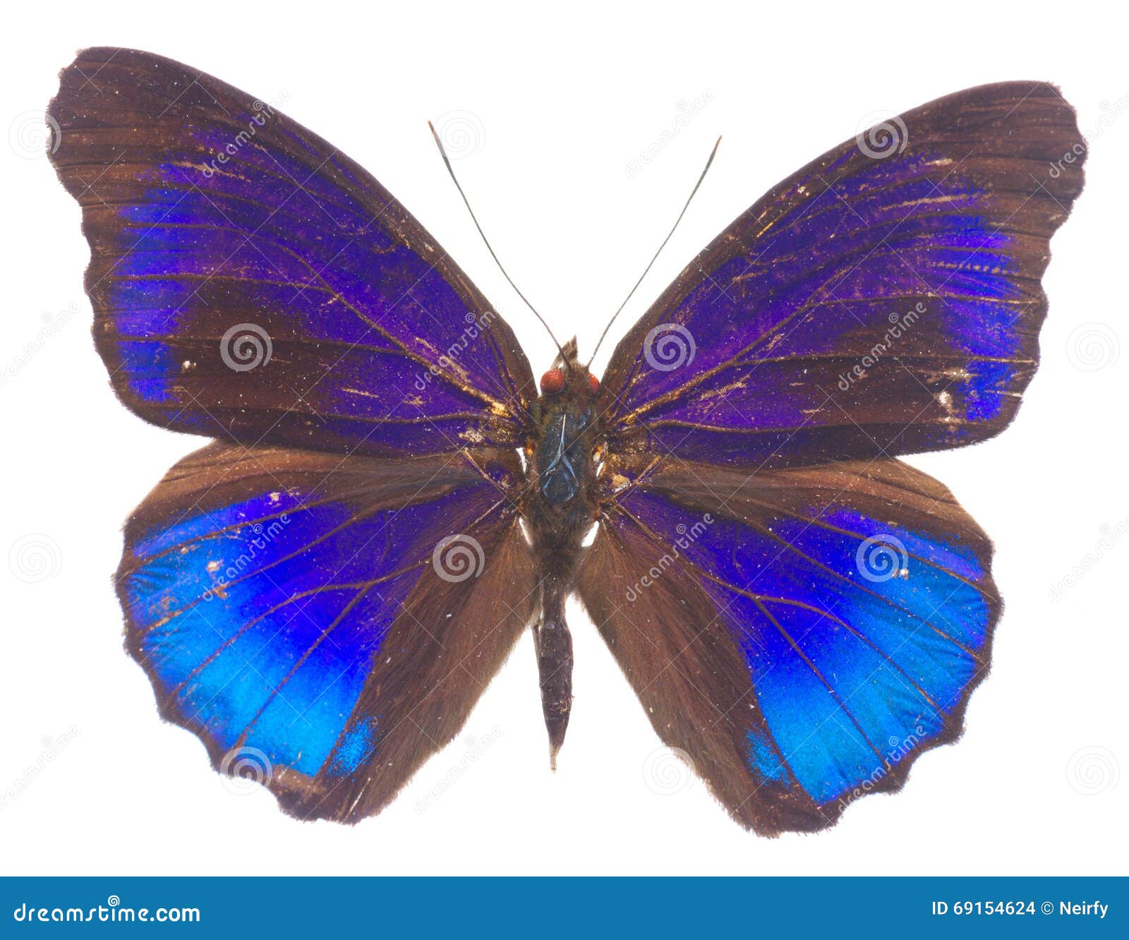 Morpho Adonis Blue Butterfly Royalty-Free Stock Photography ...