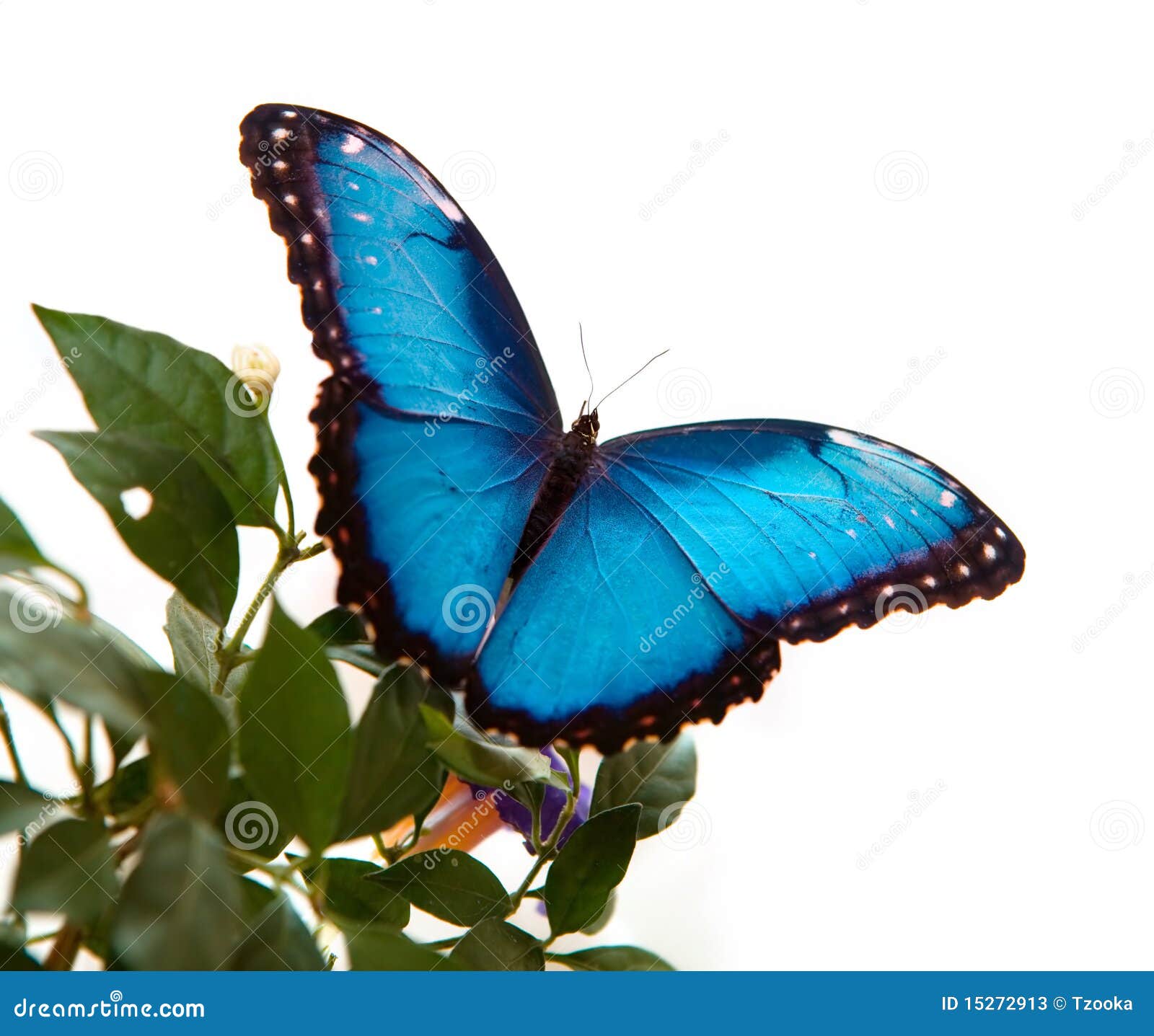 Morpho azul imagen de archivo. Imagen de cubo, planta - 15272913
