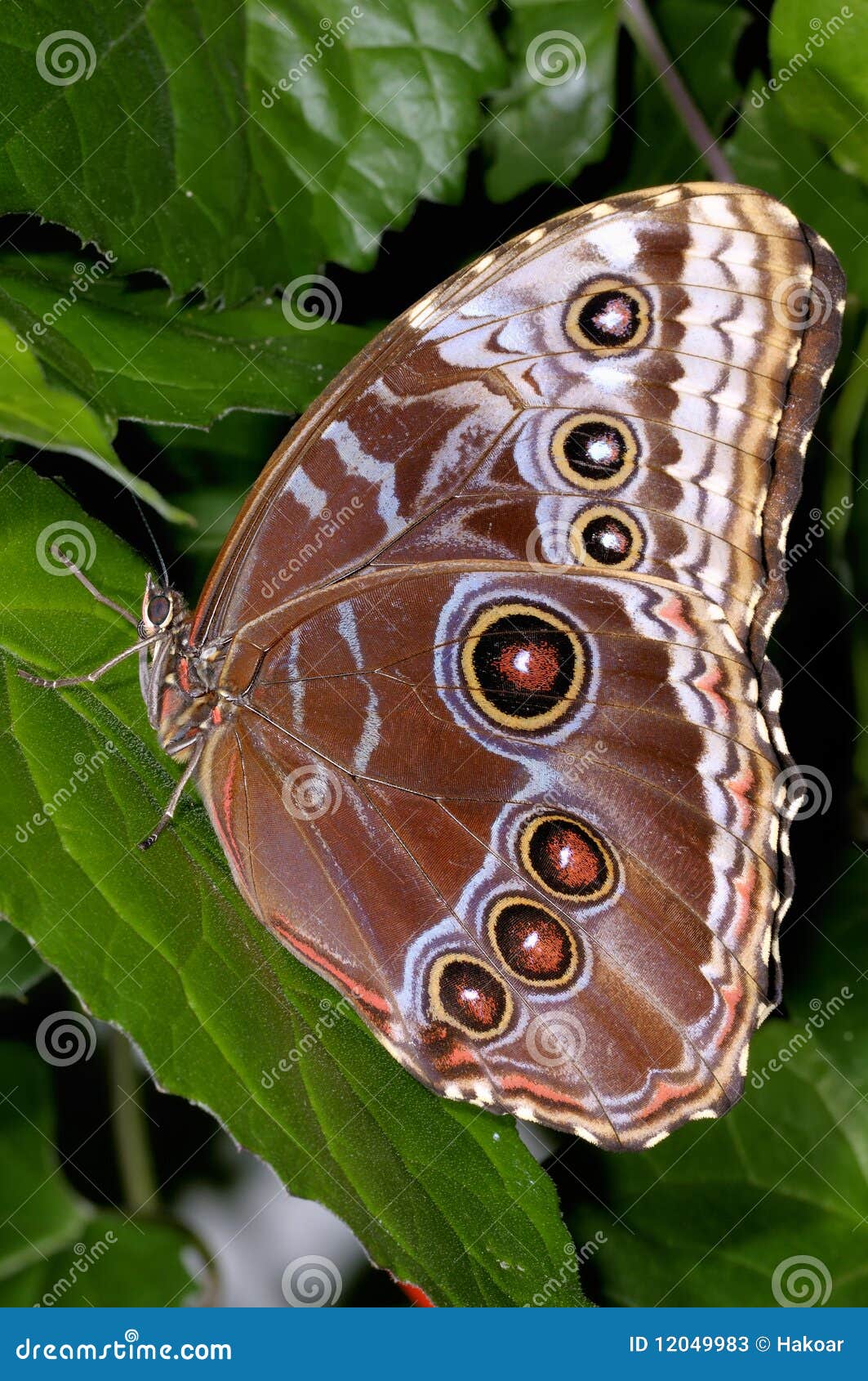 Morpho Azul Comum, Peleides Do Morpho Imagem de Stock - Imagem de ...