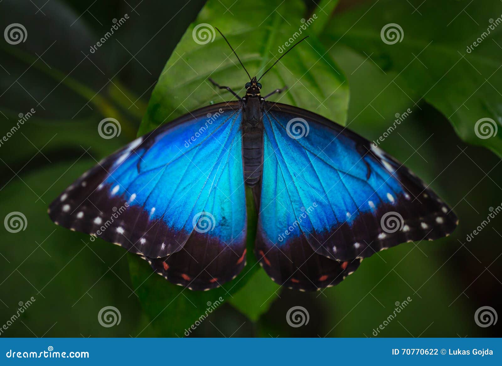 Morpho Azul (peleides Do Morpho) No Fundo Verde Da Natureza Foto de ...