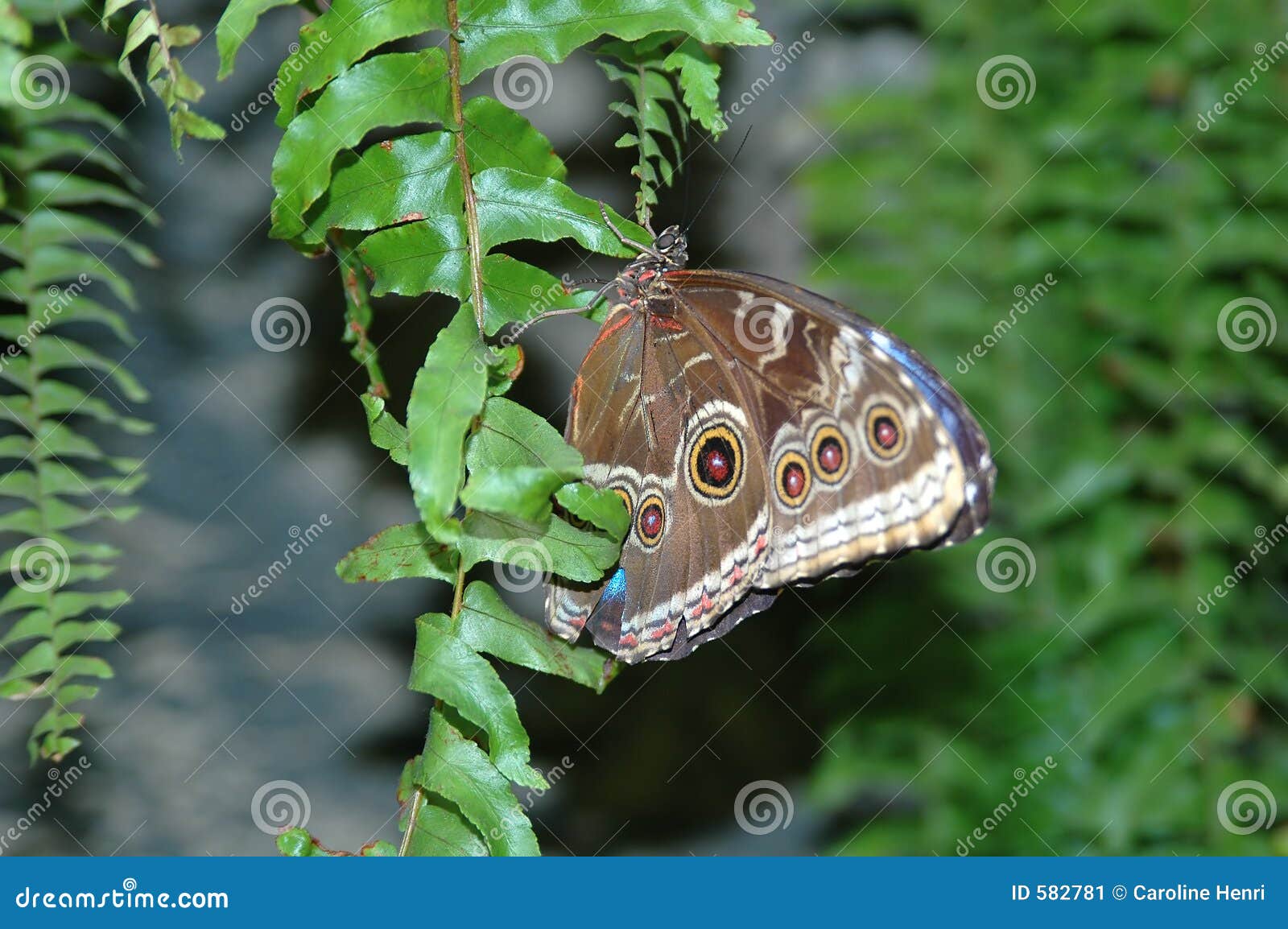 Morpho Blue (morpho Peleides) Stock Image - Image of blue, garden: 582781