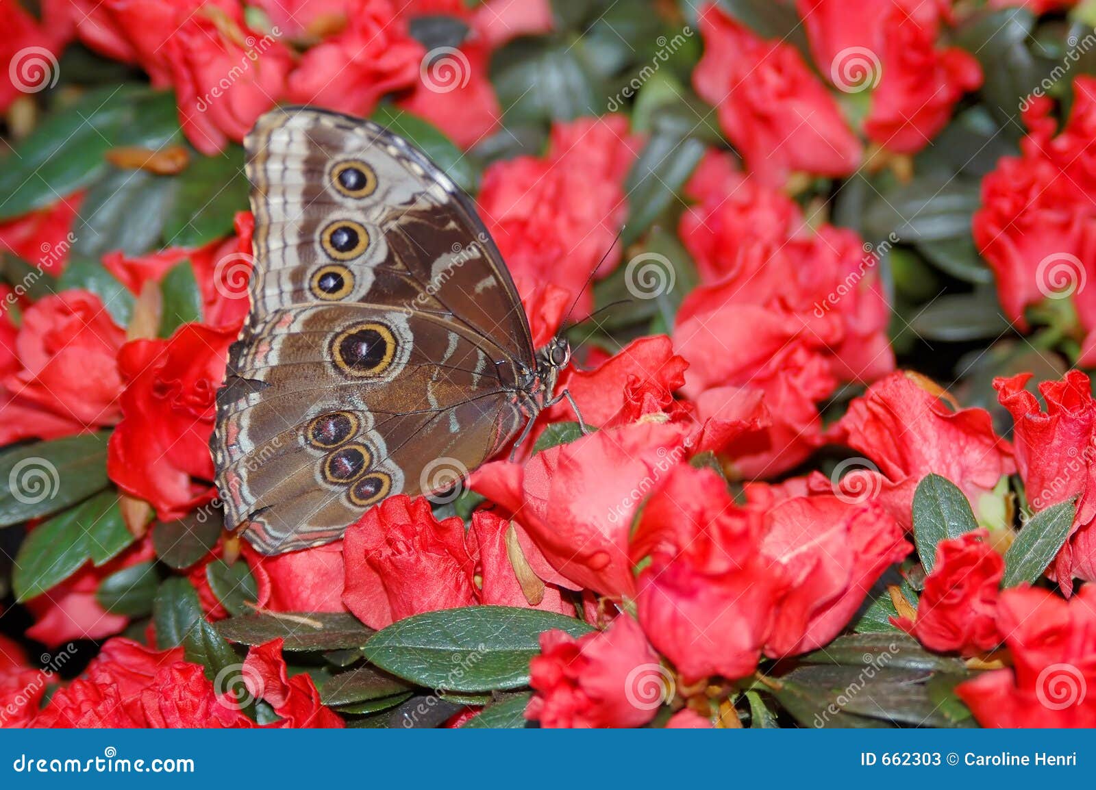 Morpho Blue (morpho Peleides) on Red Flowers Stock Image - Image of ...