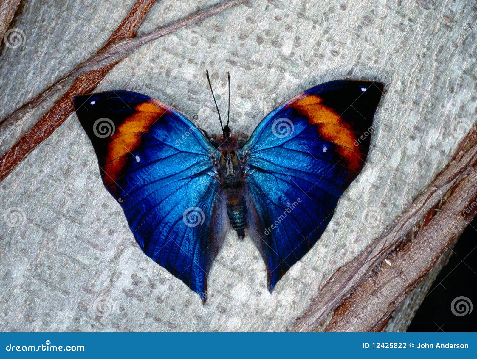 Morpho butterfly stock photo. Image of butterfly, legs - 12425822